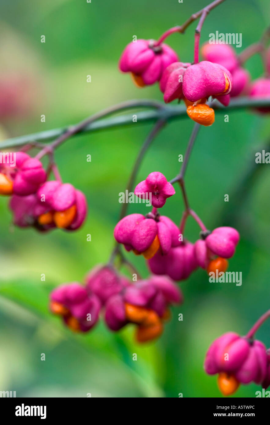Close up shot of spindle tree pink and orange berries Stock Photo - Alamy
