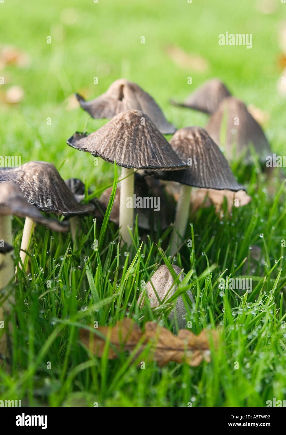 Fungus clump group toadstools fungi hi-res stock photography and images ...