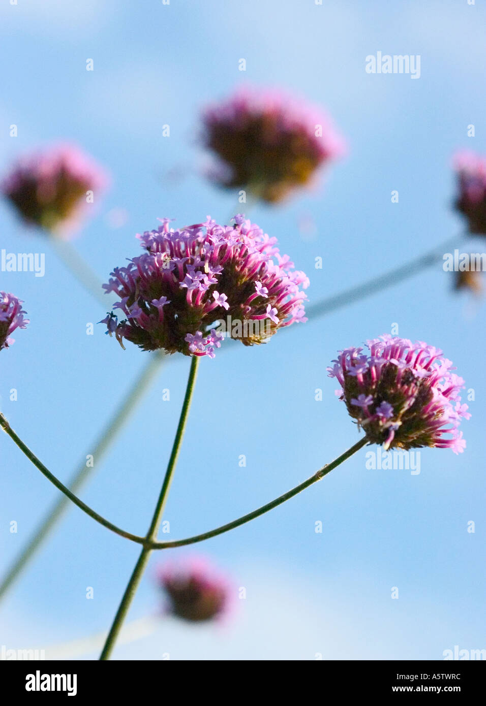 Blue flowers long stems hi-res stock photography and images - Alamy
