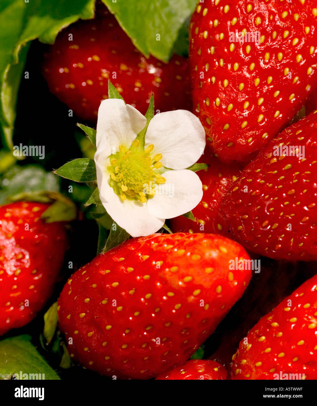 Strawberry english summer fruit red fresh strawberries food culinary hi ...