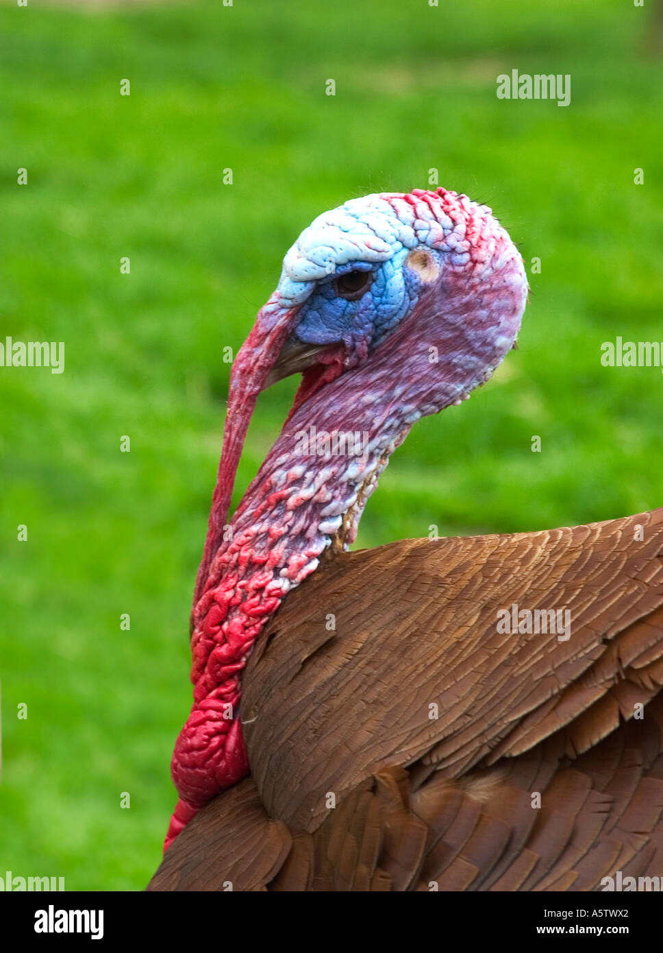 Close up head ugly turkey hi-res stock photography and images - Alamy
