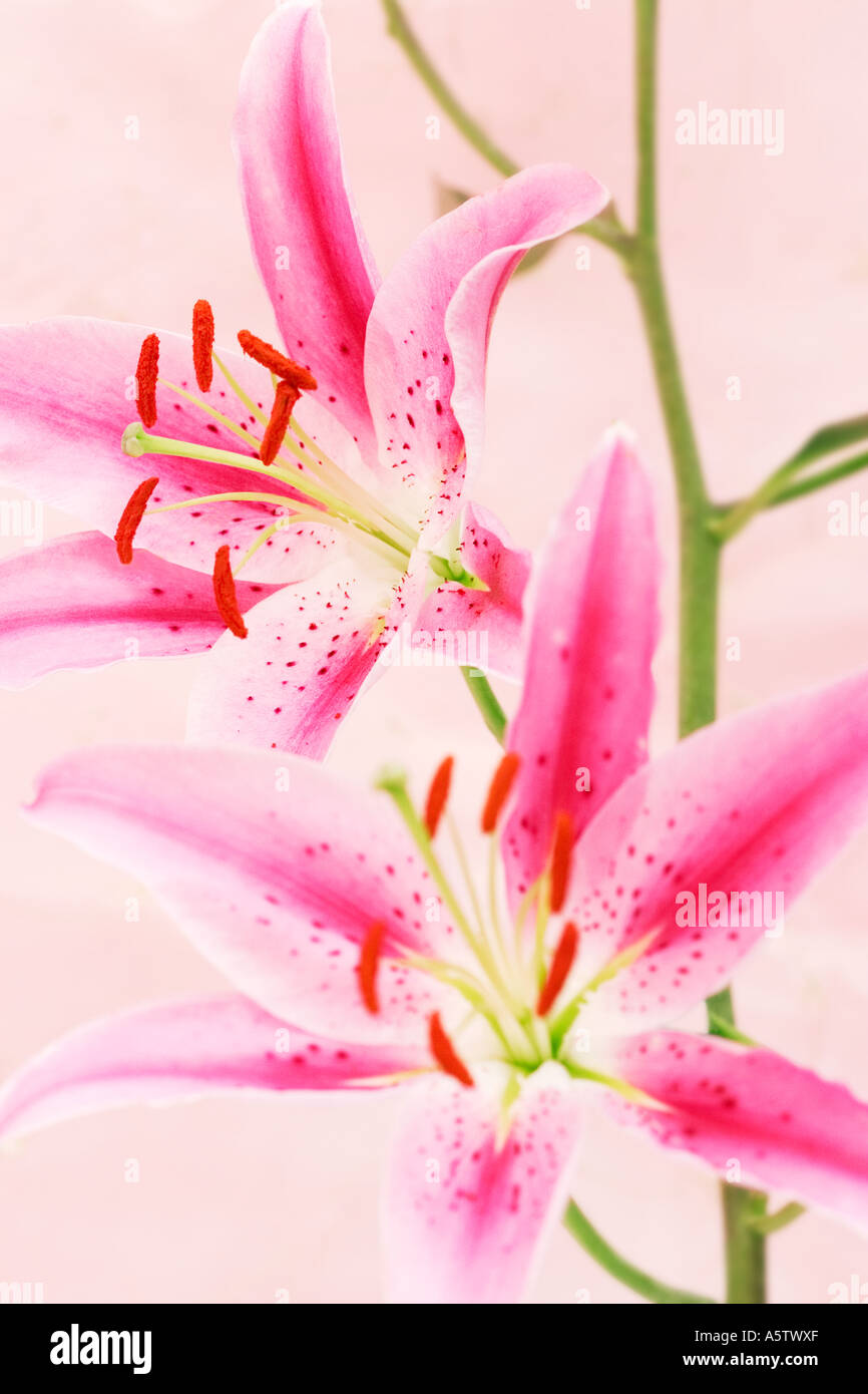 Two attached hi-res stock photography and images - Alamy