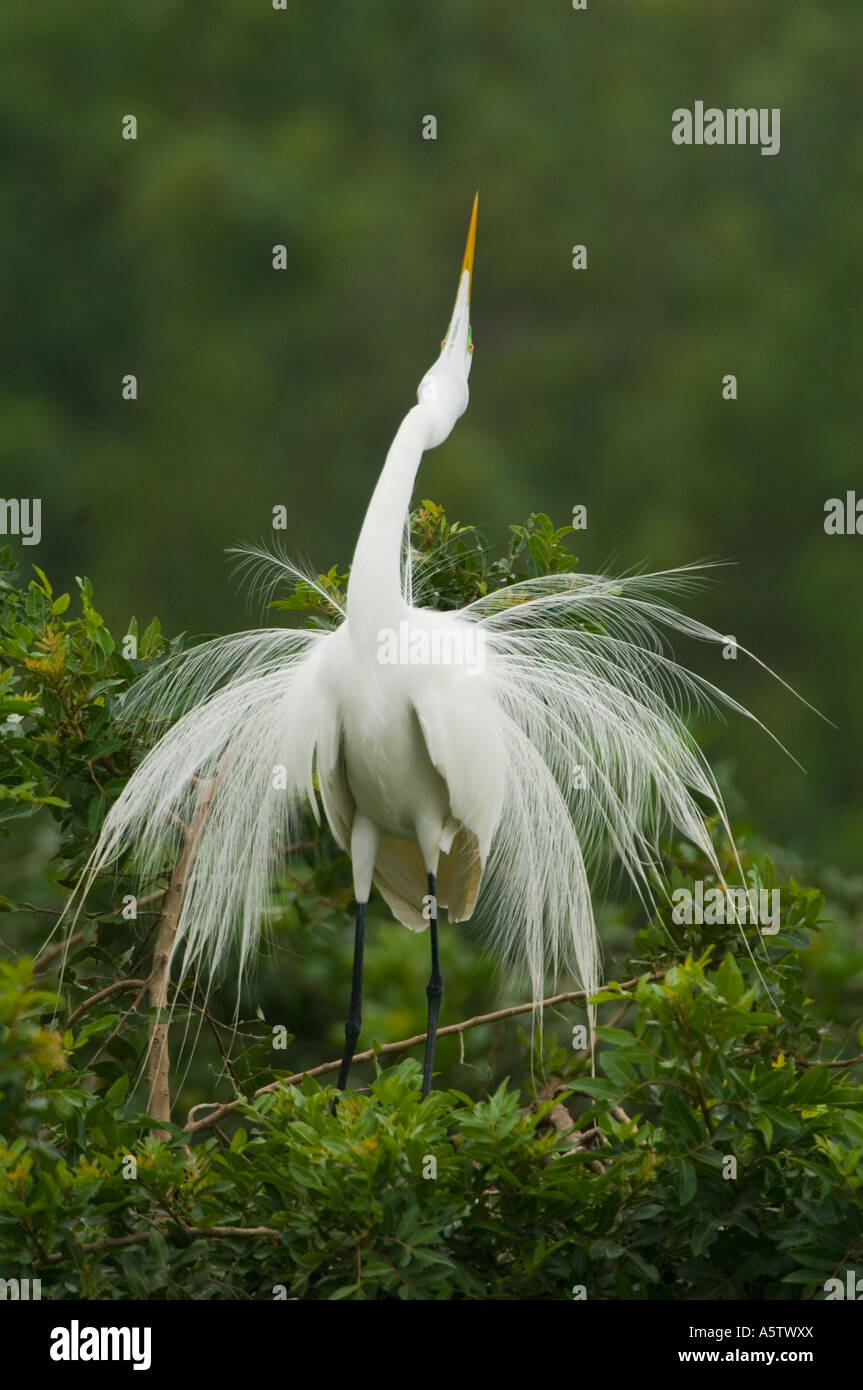 Great egret egretta alba hi-res stock photography and images - Alamy