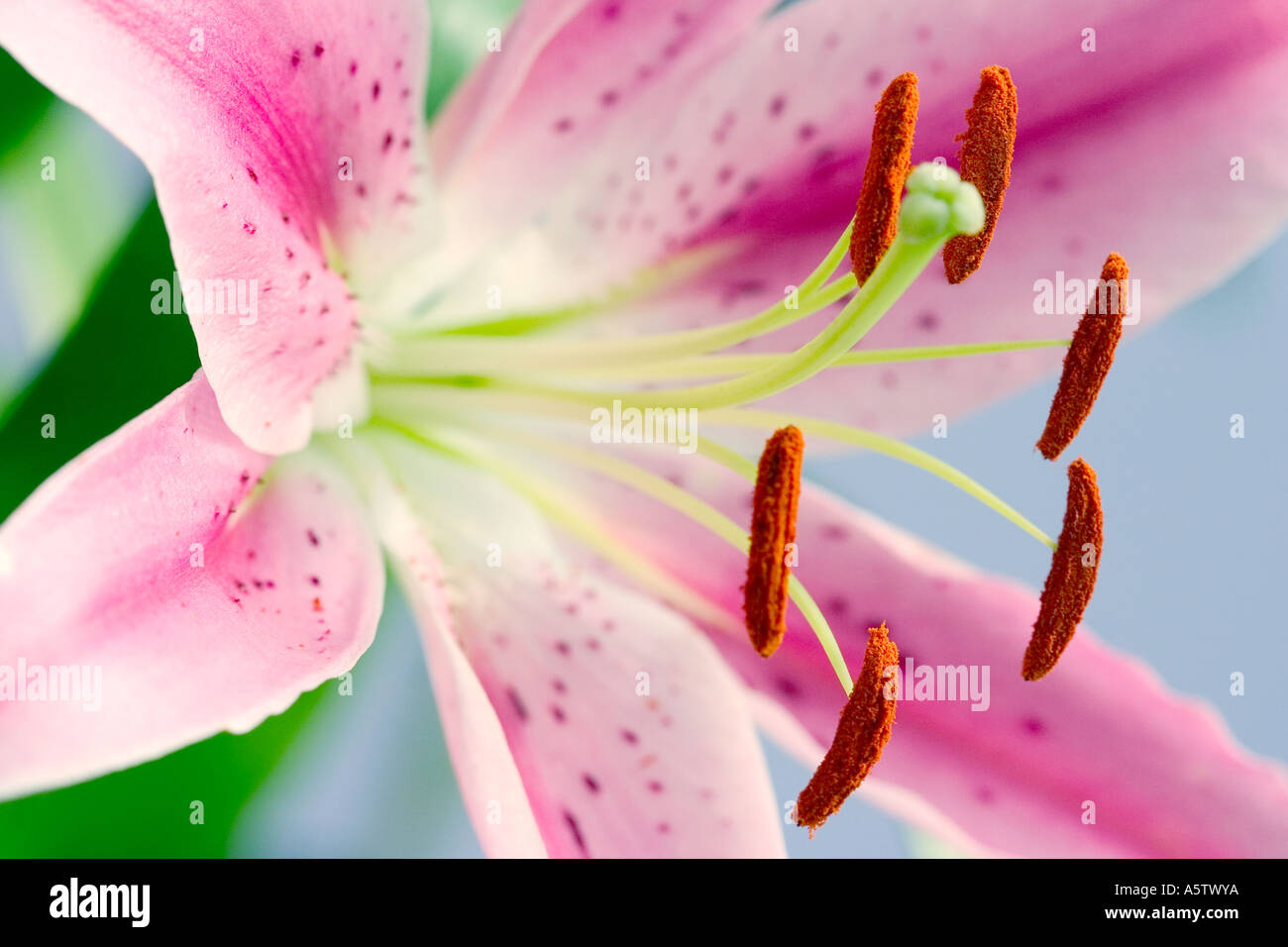 Lily scented flower hi-res stock photography and images - Alamy
