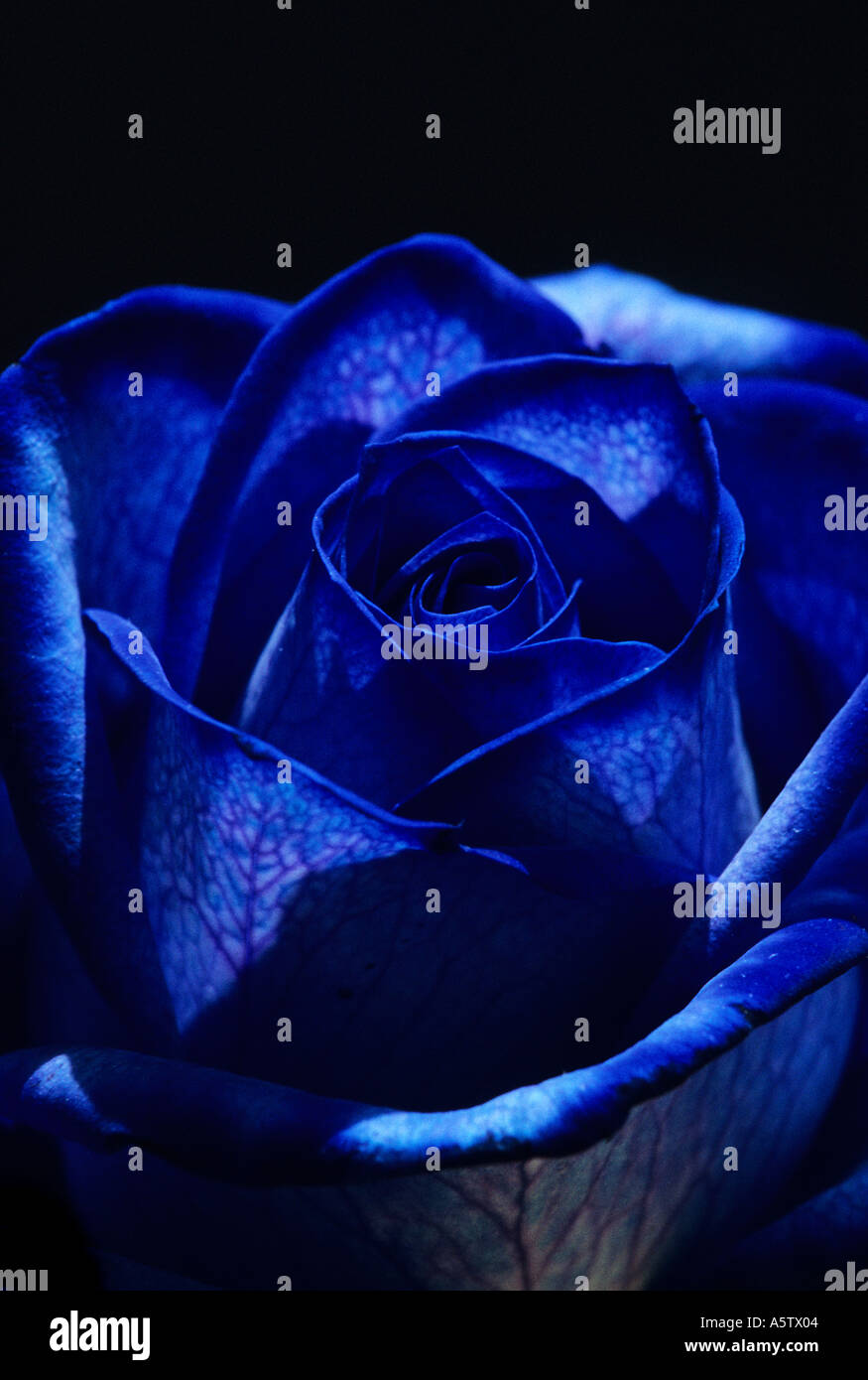 Close up view of a blue rose Stock Photo - Alamy