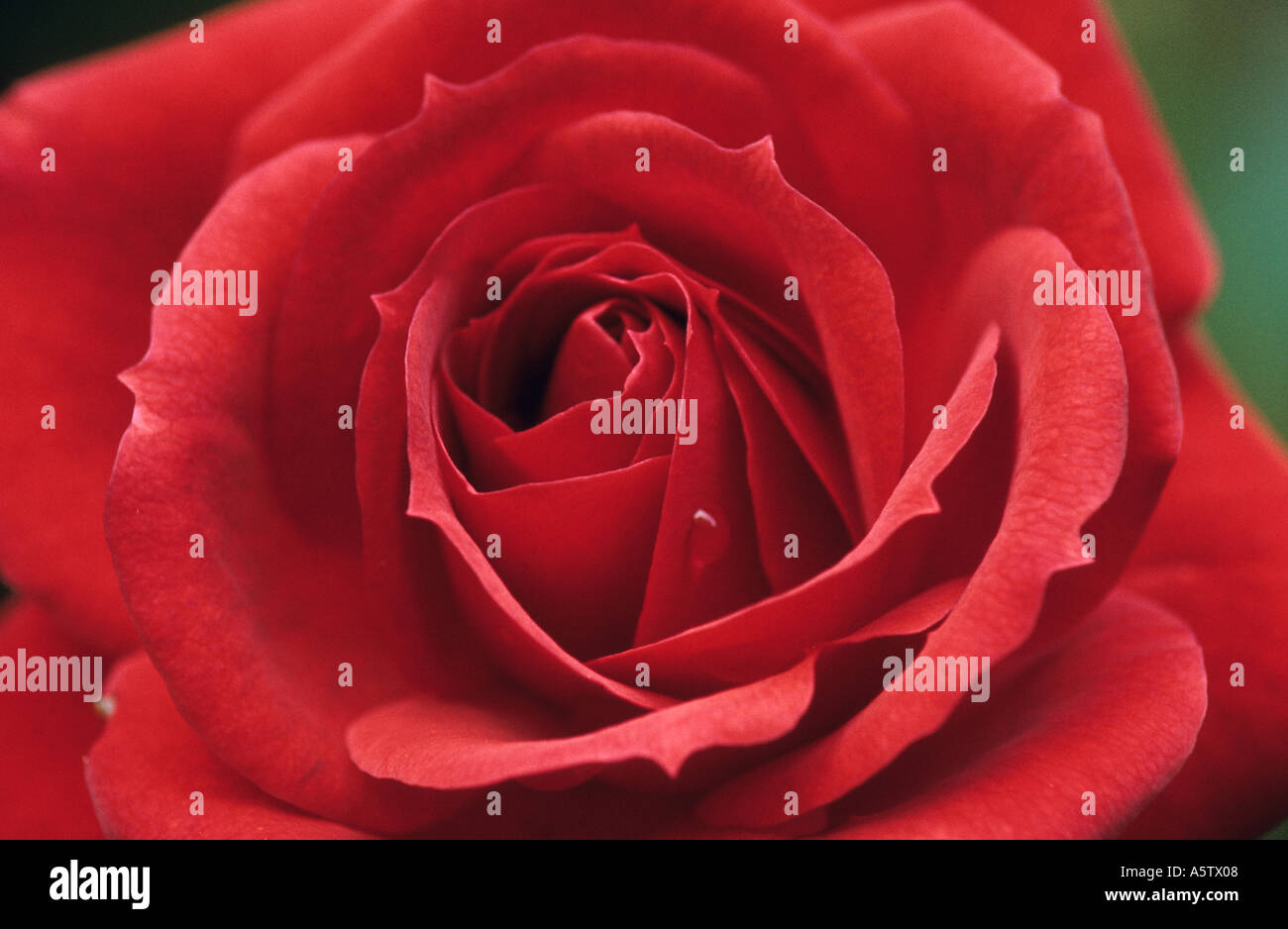 Close up view of a red rose Stock Photo - Alamy