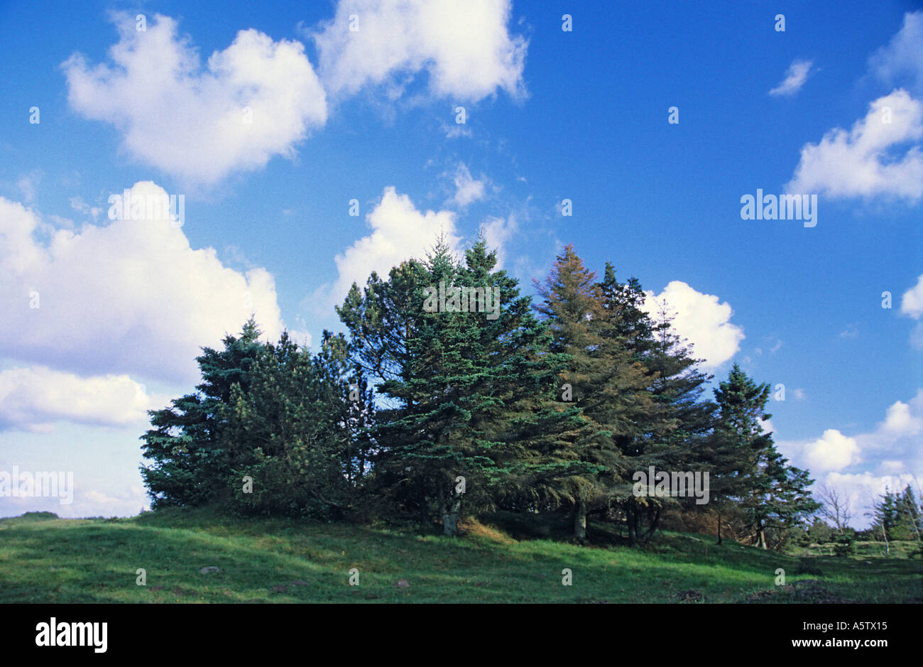Hill with meadows and group of trees hi-res stock photography and ...