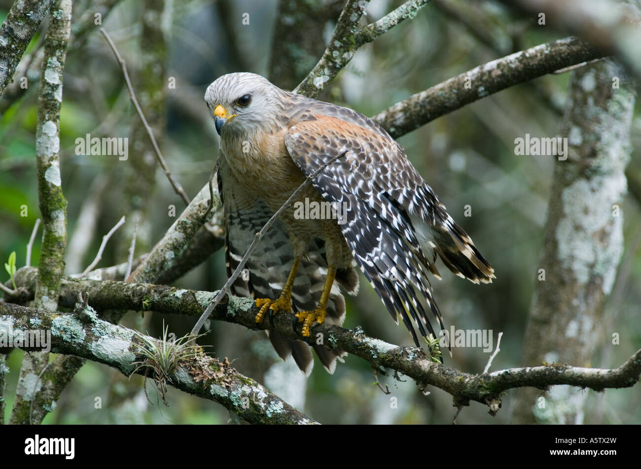 Red shouldered hawk hi-res stock photography and images - Alamy