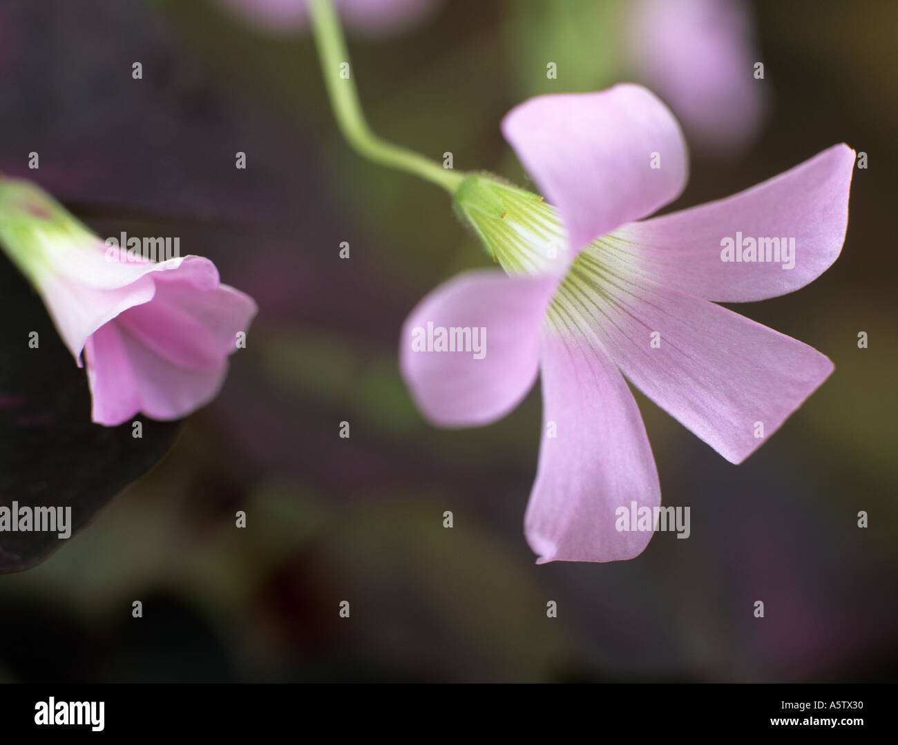 PURPLE SHAMROCK Oxalis triangularis Two pink flowers in close up ...