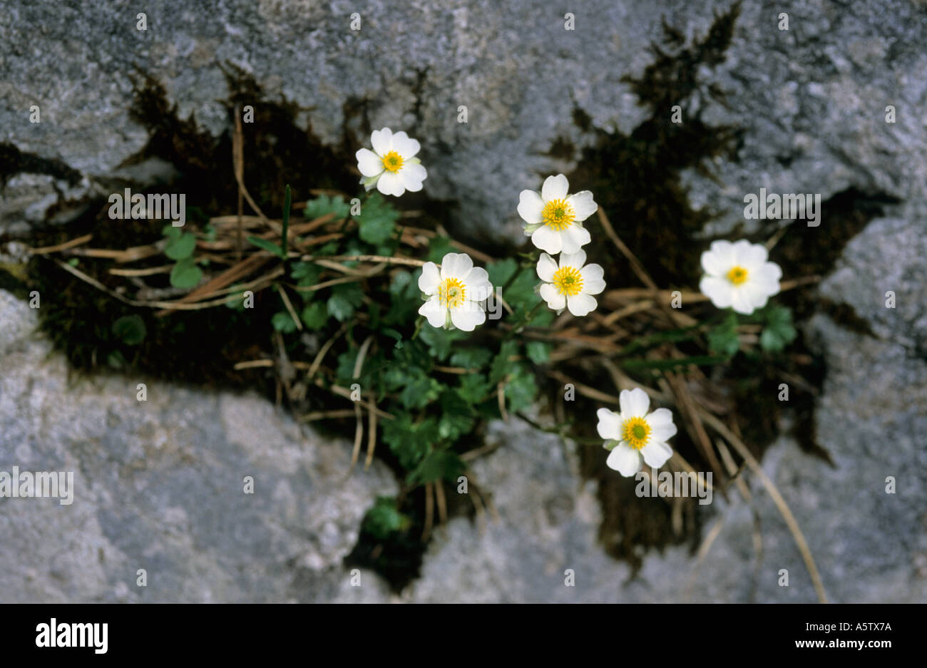 Alpine buttercups Ranunculus alpestris in a rock booth Karwendel ...