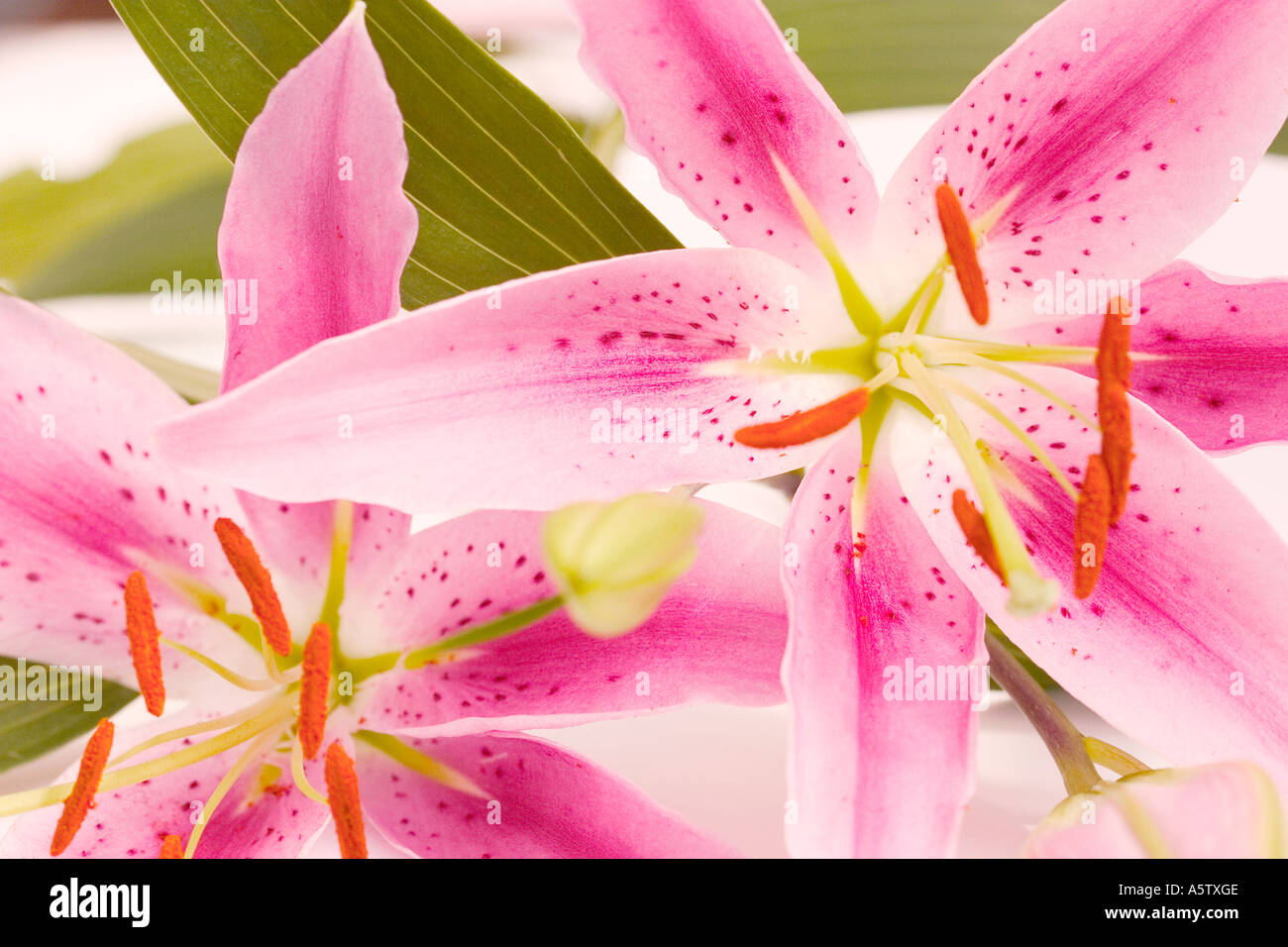 Two trumpet cut hi-res stock photography and images - Alamy