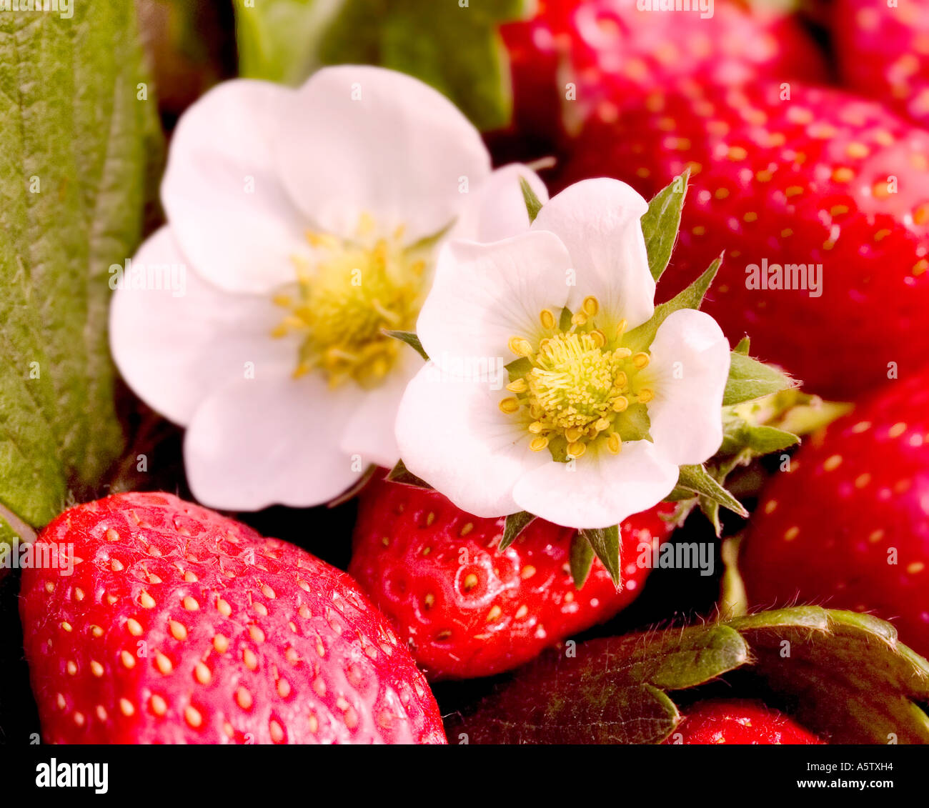 Strawberry english summer fruit red fresh strawberries food culinary hi ...