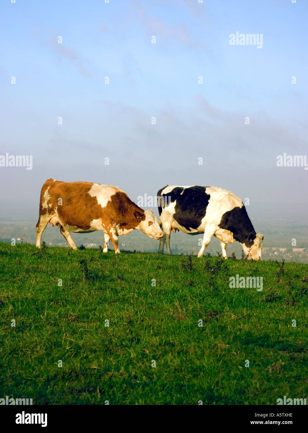 Open cattle pasture hi-res stock photography and images - Alamy