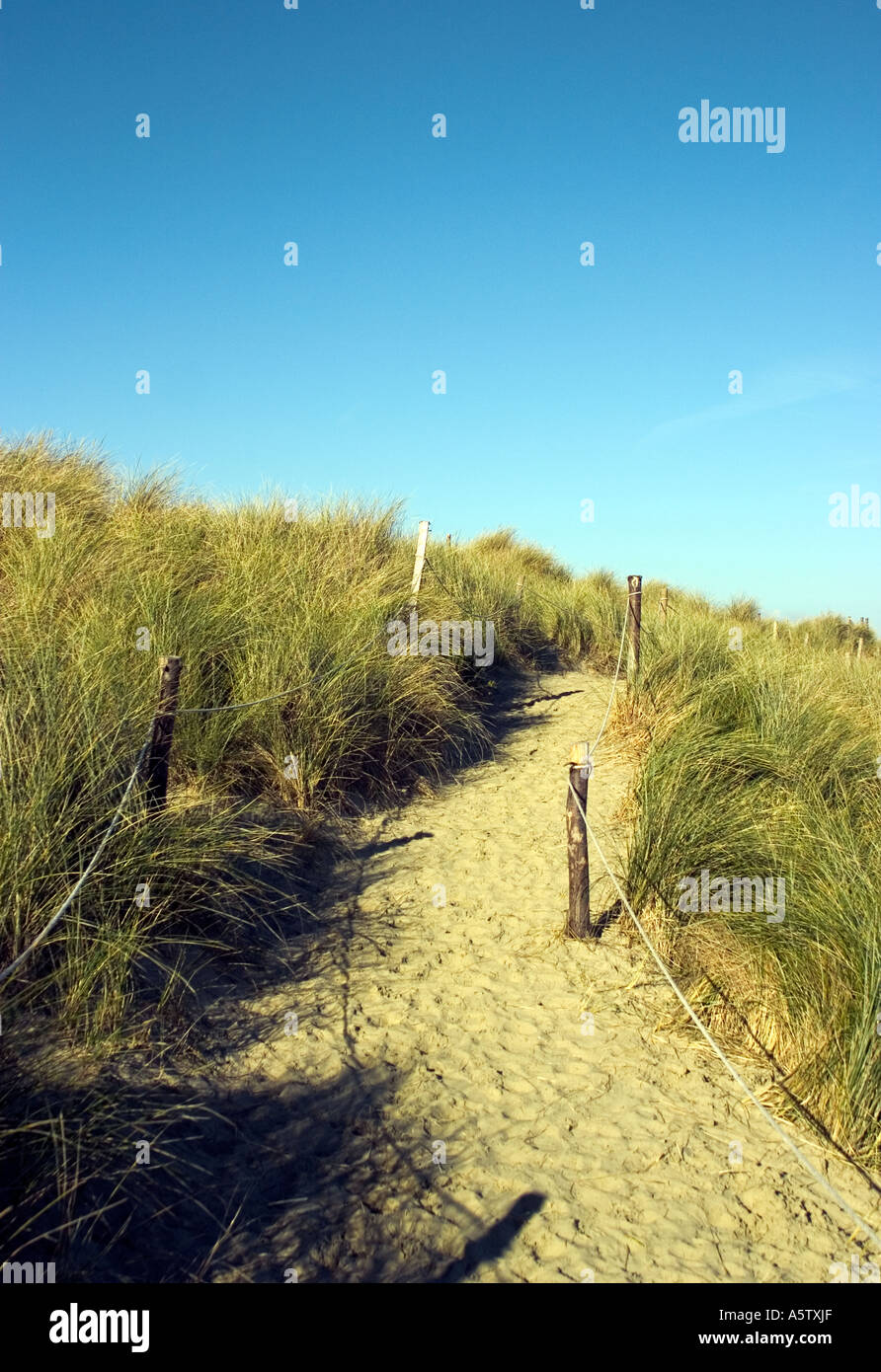 Sandy pathway surrounded by tall grasses Stock Photo - Alamy