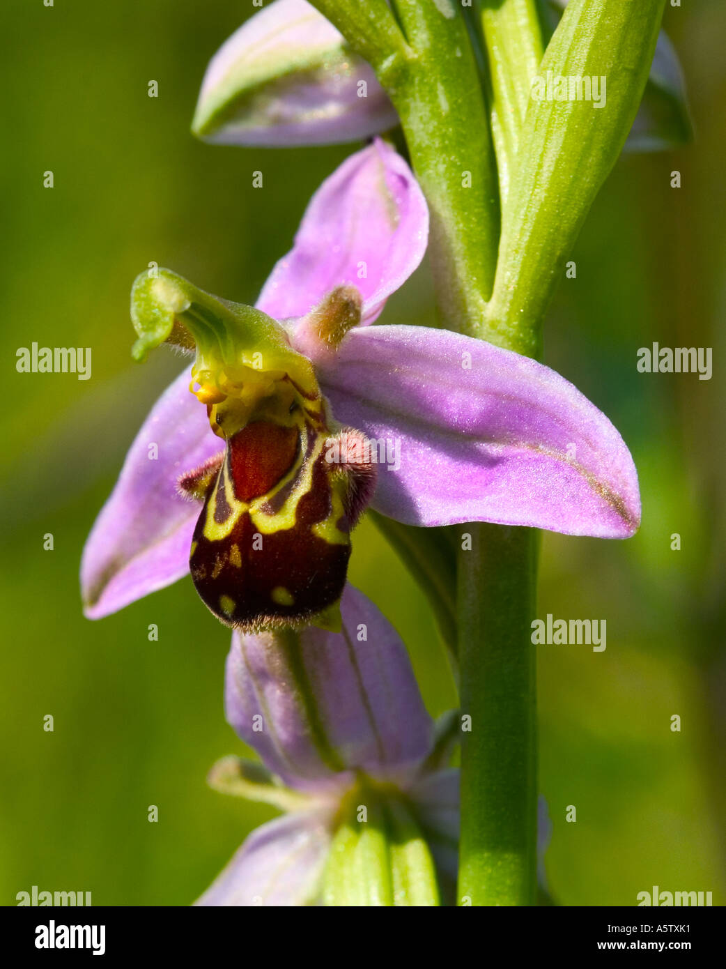 Ophrys apifera bees hi-res stock photography and images - Alamy