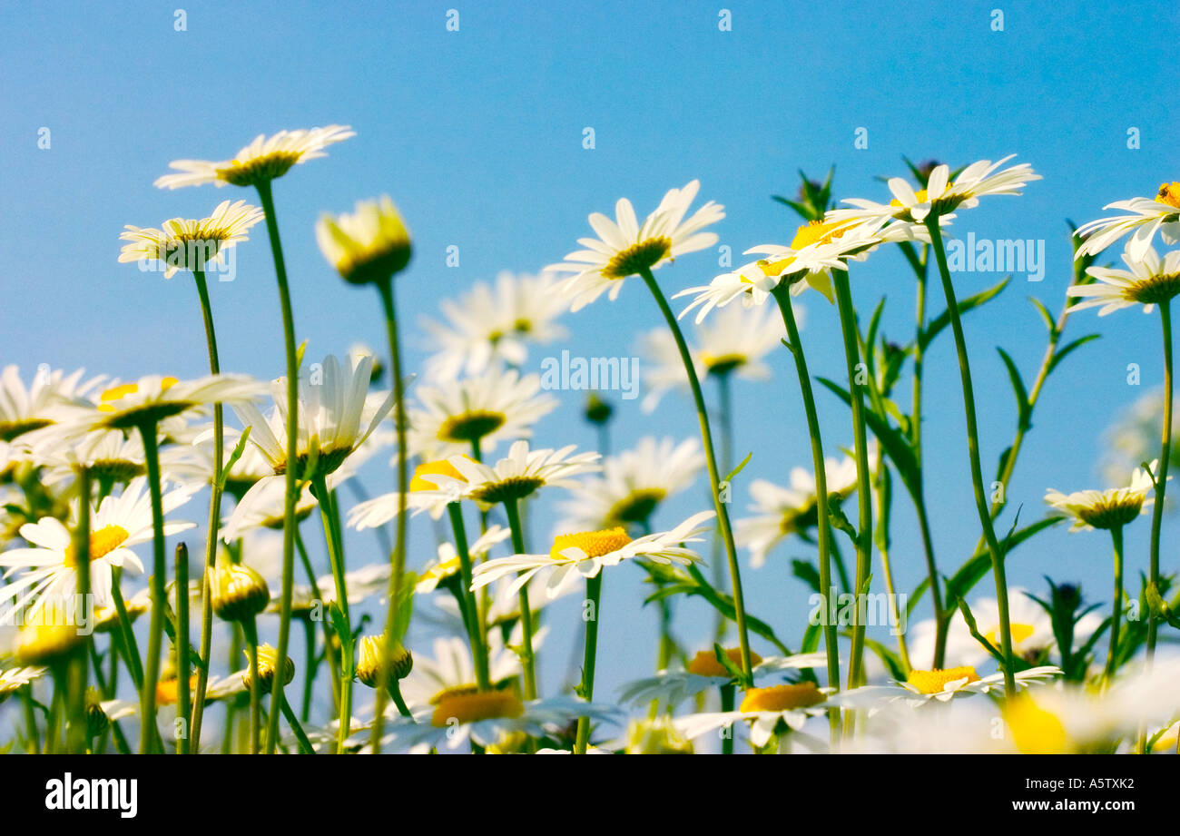 Worms eye view of daisies with a vivid blue sky background Stock Photo ...