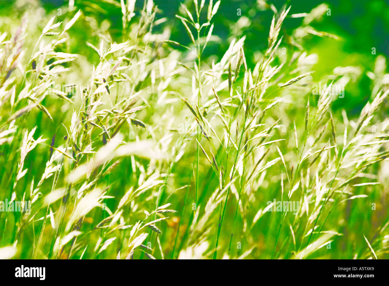 Natural shot of tall grasses in natural environment Stock Photo - Alamy