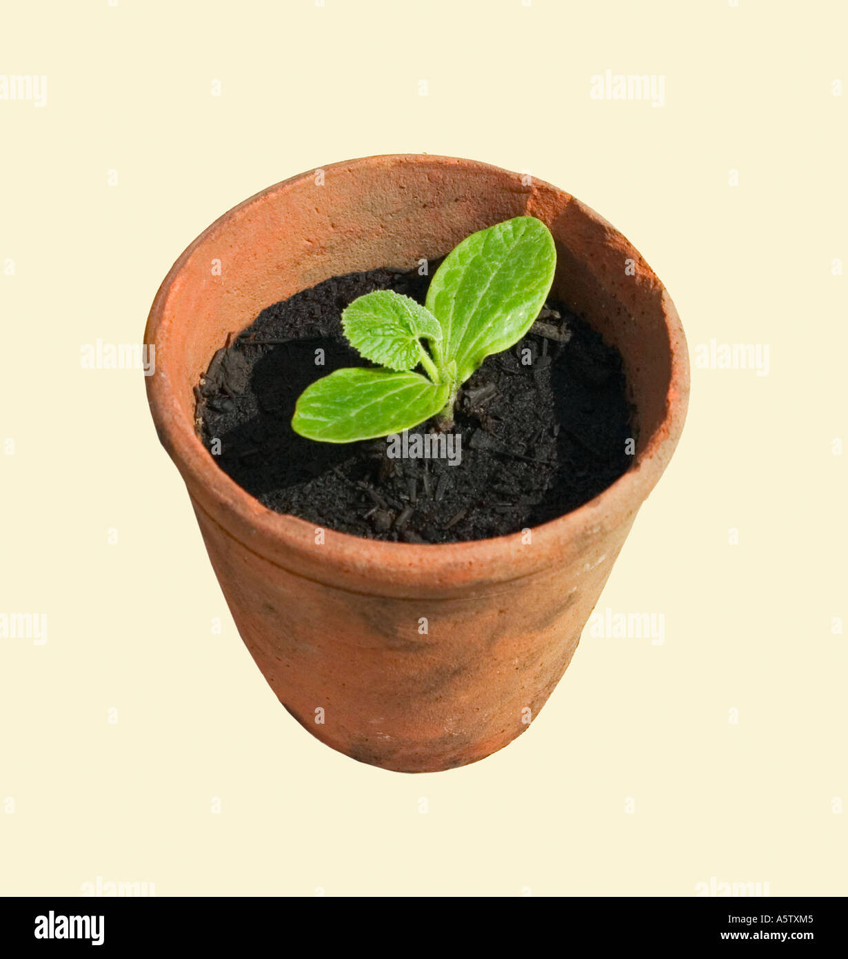 Courgette seedling in terracotta pot shot on cream background Stock ...