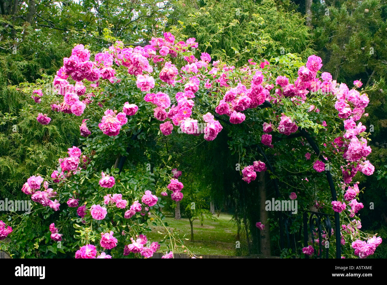 Climbing rose climbing roses hi-res stock photography and images - Alamy