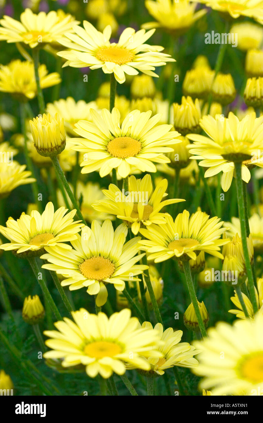 An abundance of bright yellow daisies with long stems Stock Photo - Alamy