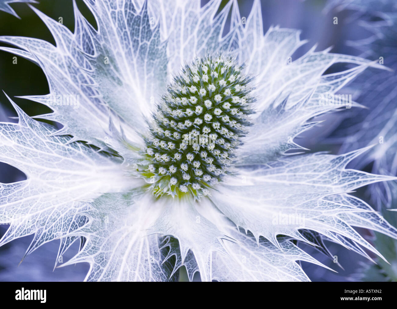 Close up of Sea holly - Eryngium alpinum 'blue star' Stock Photo - Alamy