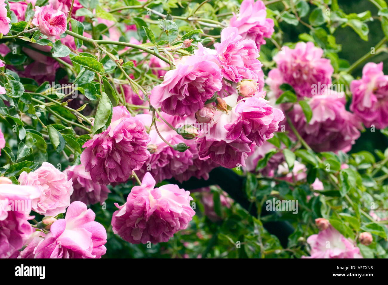 Pink climbing roses scrambling over frame in a garden in england Stock ...