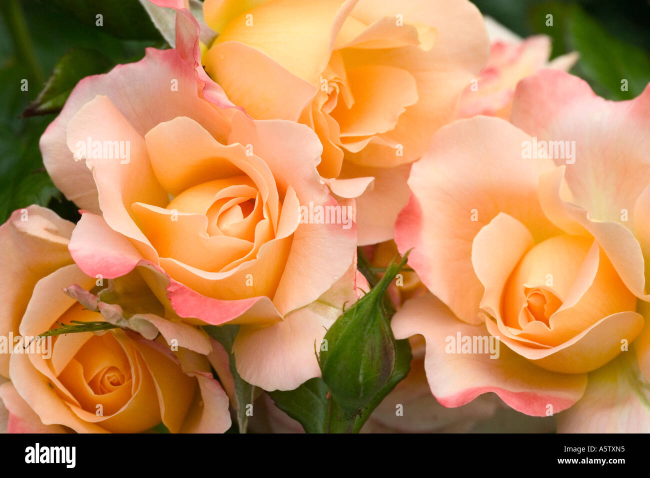 Apricot Roses High Resolution Stock Photography and Images - Alamy