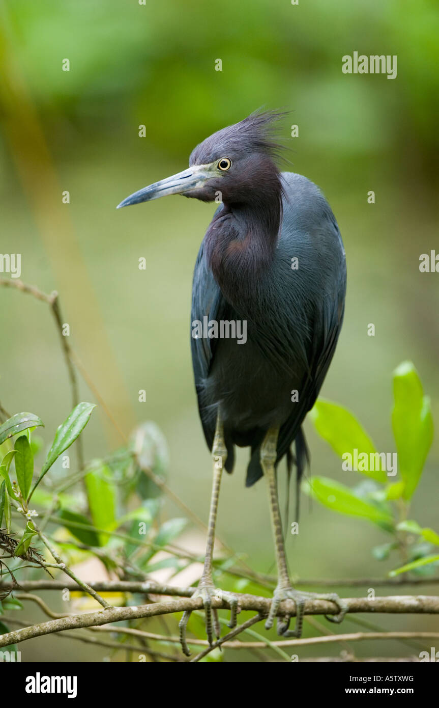 Little Blue Heron (Egretta caerulea) Audubon Corkscrew Swamp Sanctuary ...