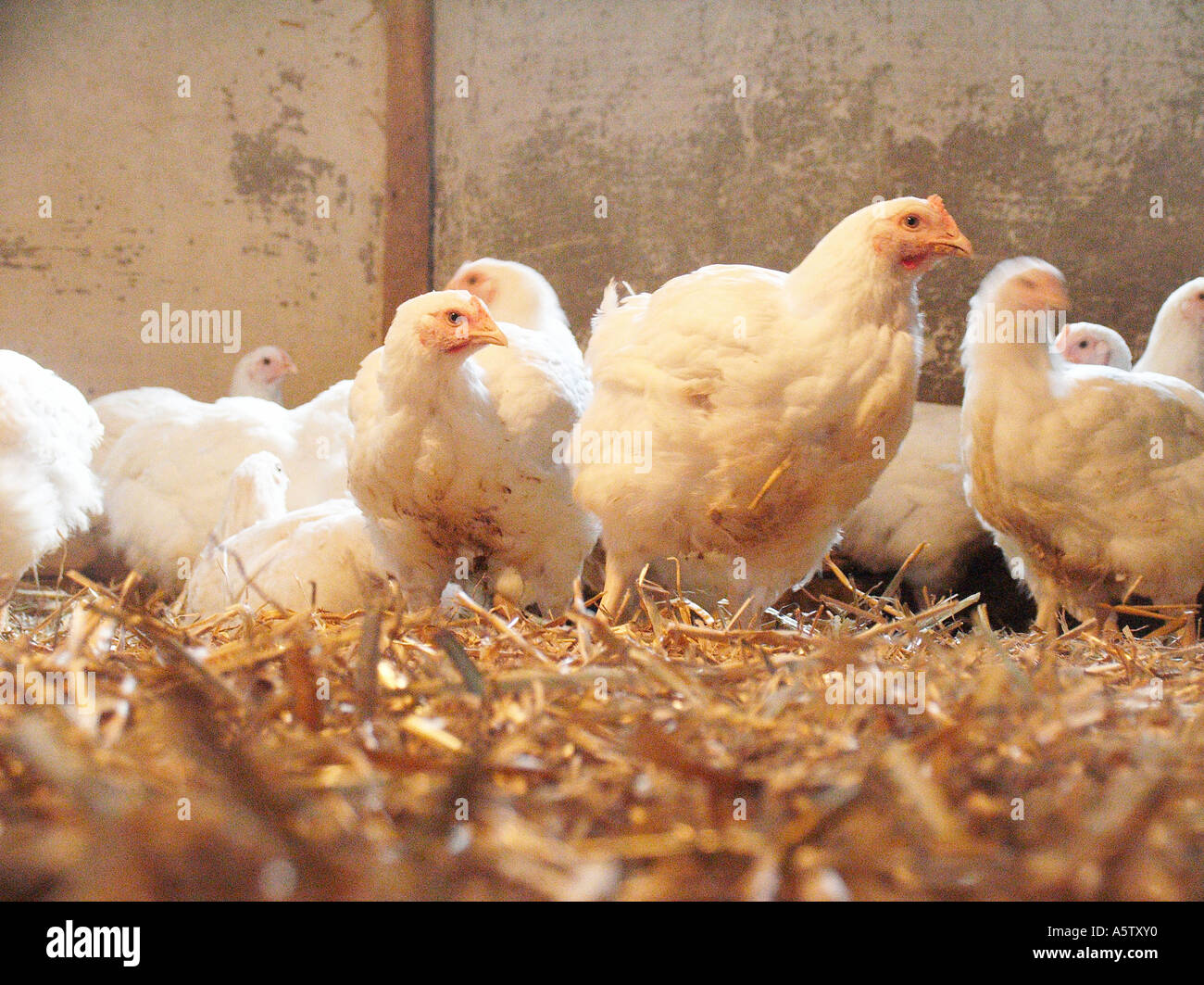 Indoor reared chickens for meat on a farm in Surrey, England Stock ...
