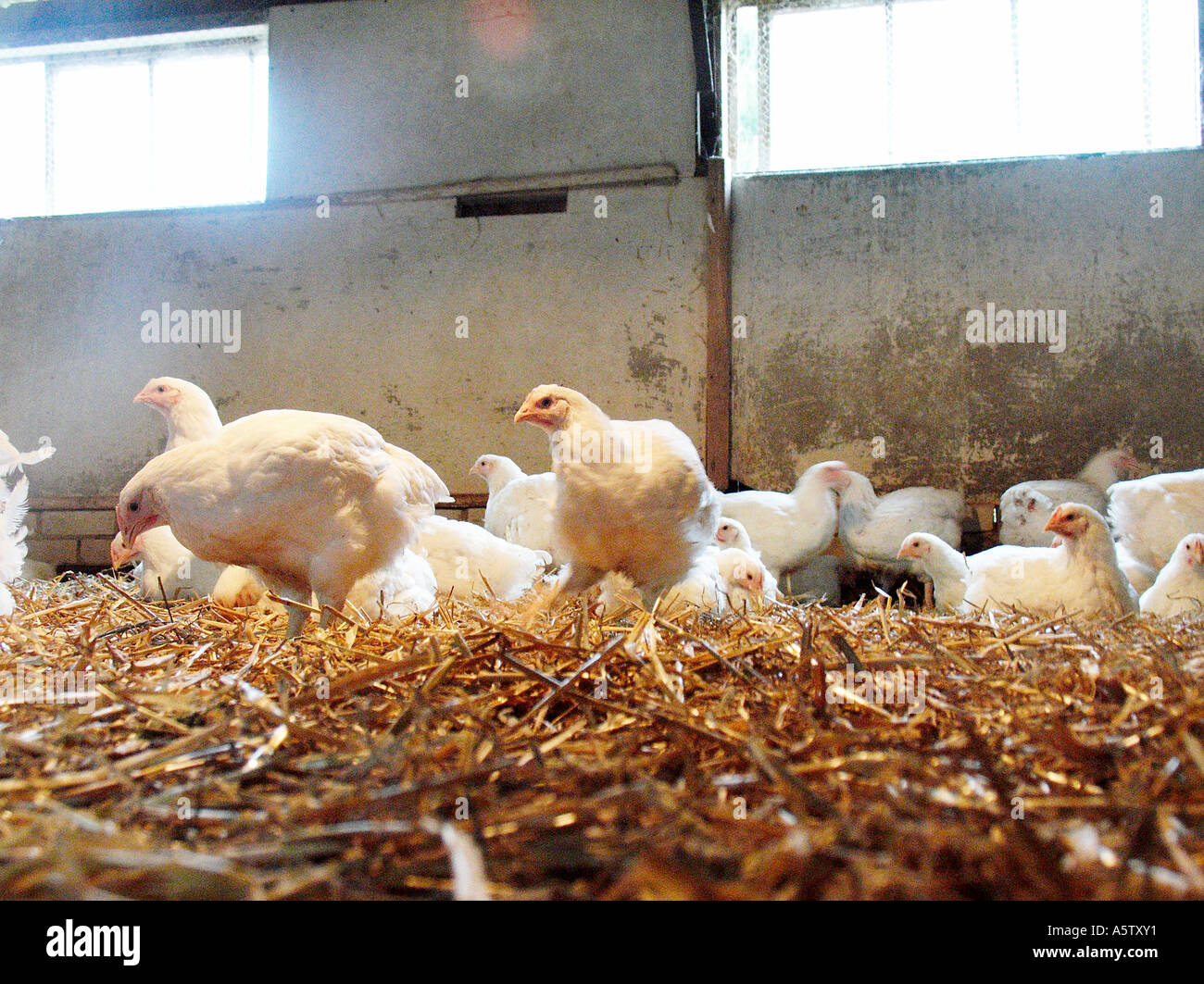 Indoor reared chickens for meat on a farm in Surrey, England Stock ...