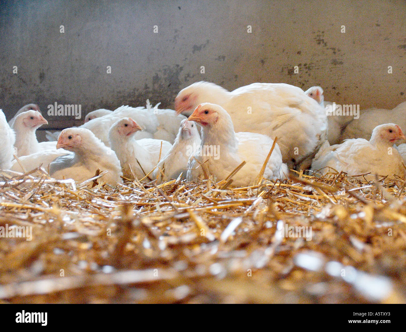 Indoor reared chickens for meat on a farm in Surrey, England Stock ...