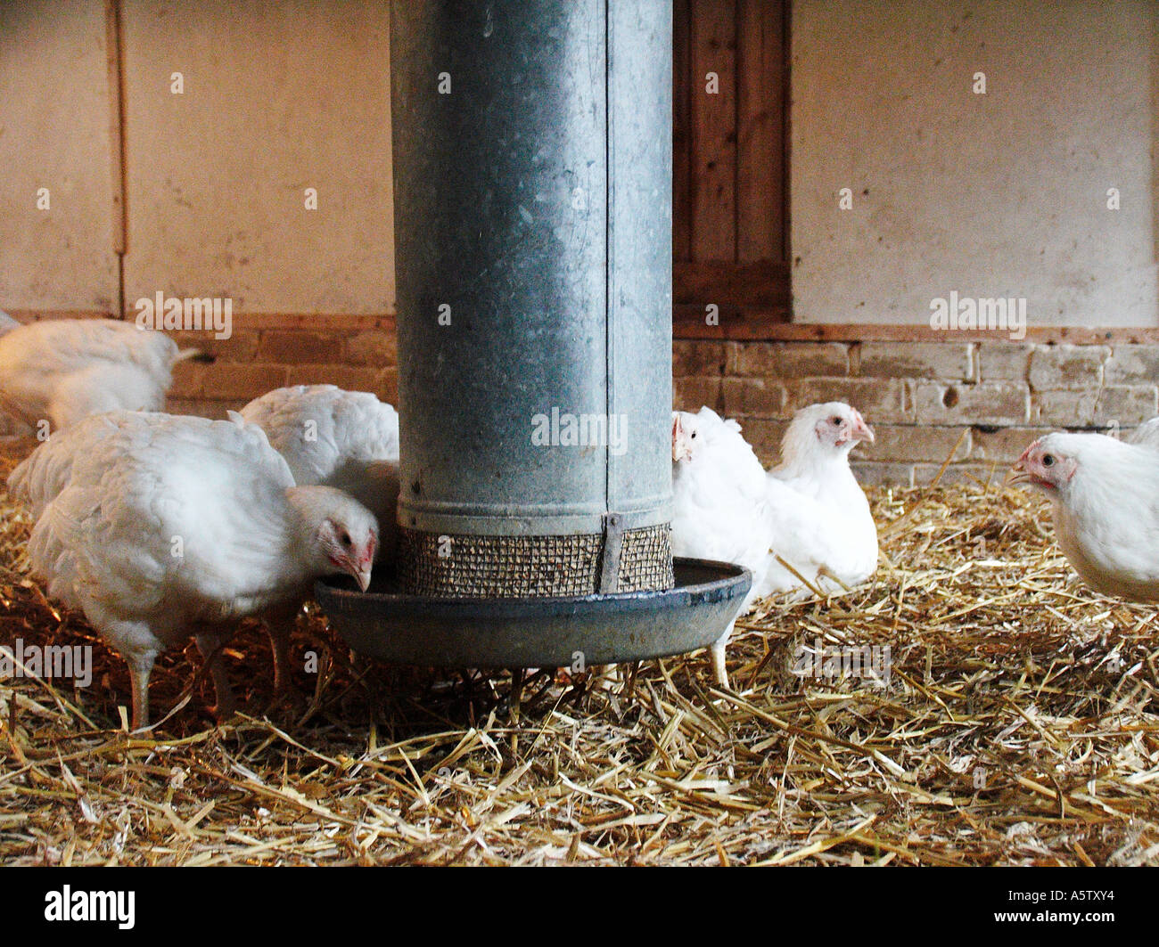 Indoor reared chickens for meat on a farm in Surrey, England Stock ...