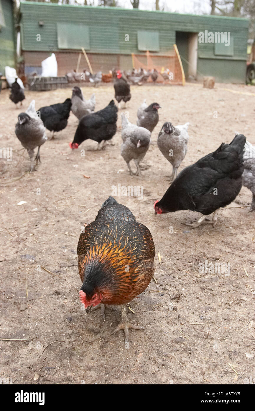 Free range chickens on farm in Surrey england Stock Photo - Alamy