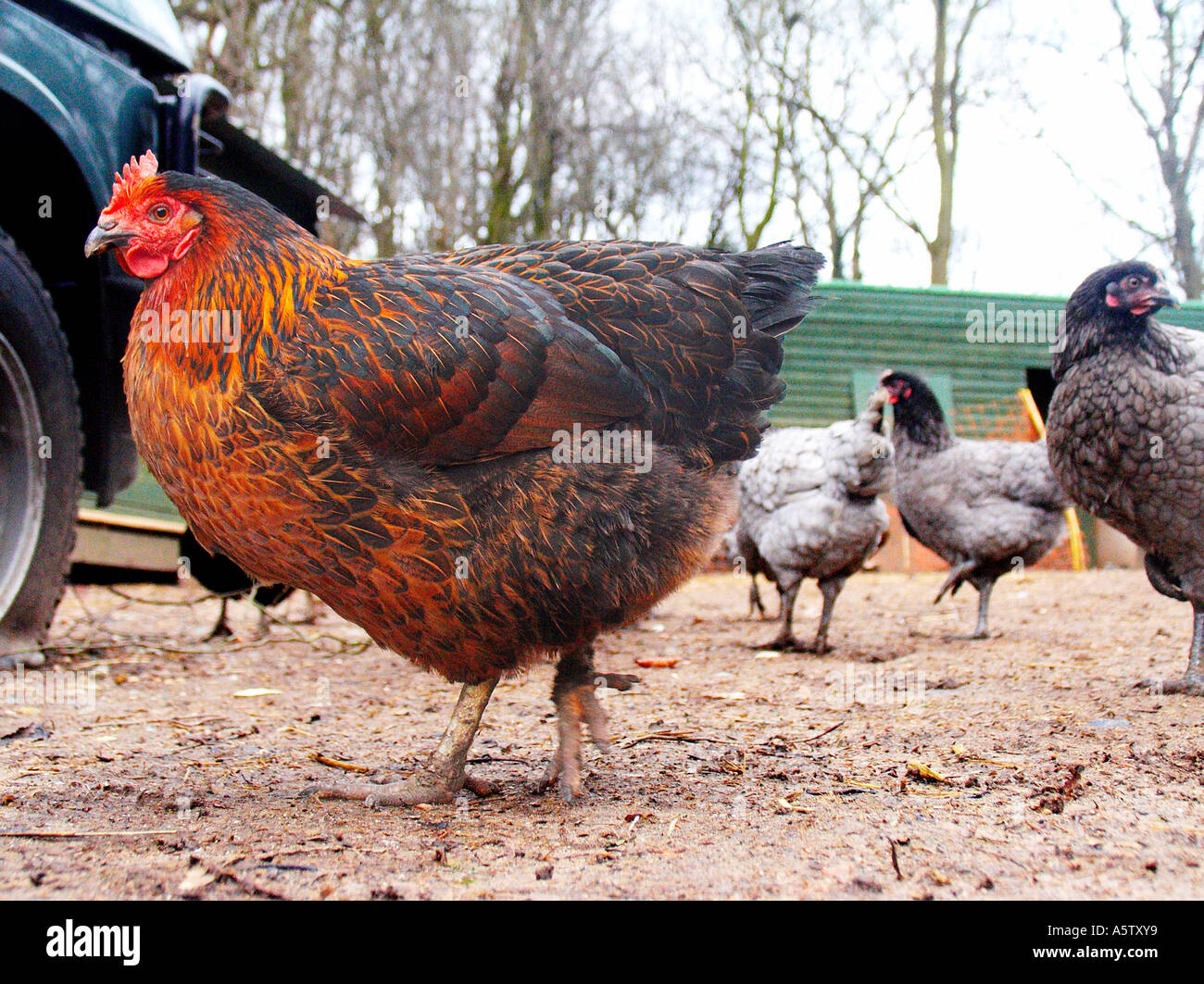 Chicken running around park hi-res stock photography and images - Alamy