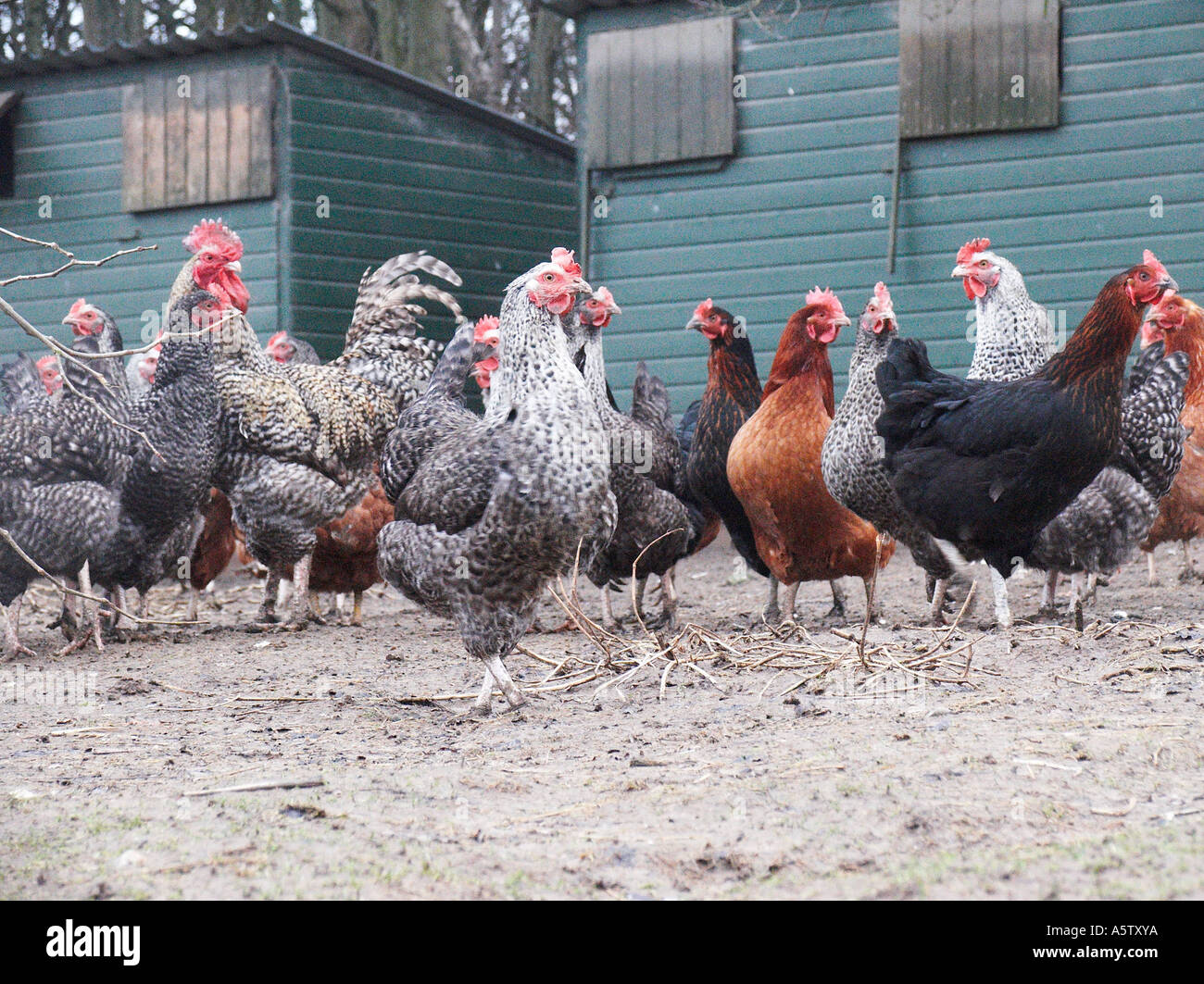 Free range chickens on farm in Surrey england Stock Photo - Alamy