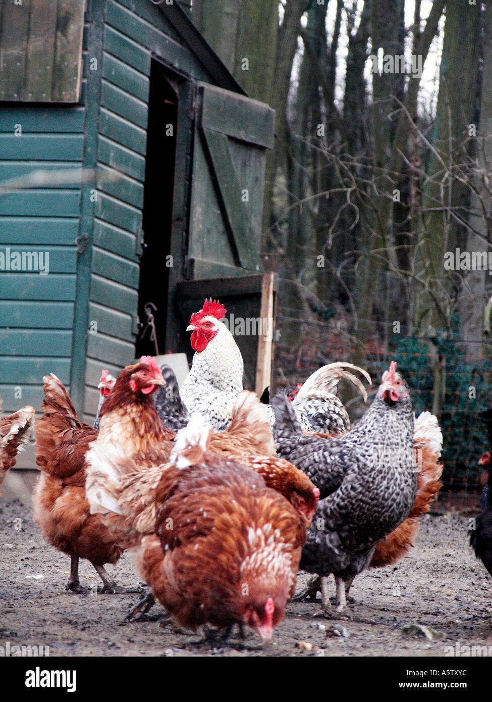 Free range laying hens uk hi-res stock photography and images - Alamy