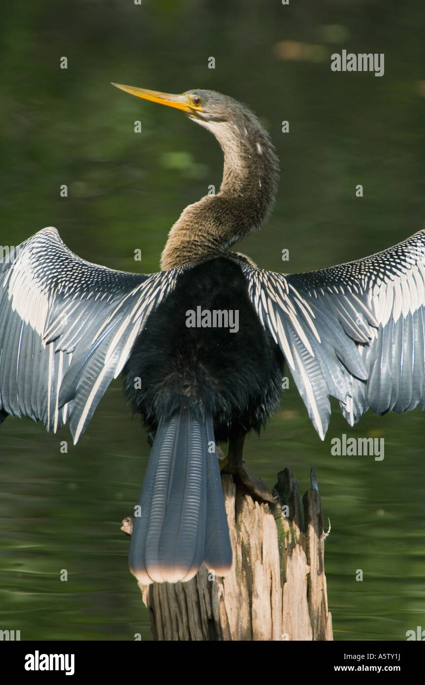 Anhinga (Anhinga anhinga) drying wings, Audubon Corkscrew Swamp ...