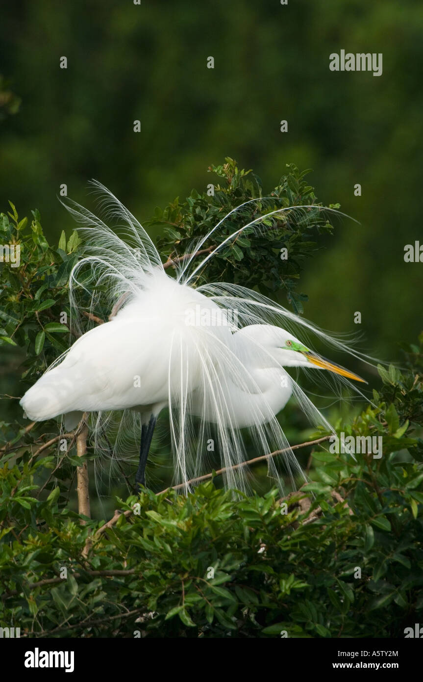 Great Egret (Egretta alba) male displaying, Gulf Coast. FLORIDA Stock ...