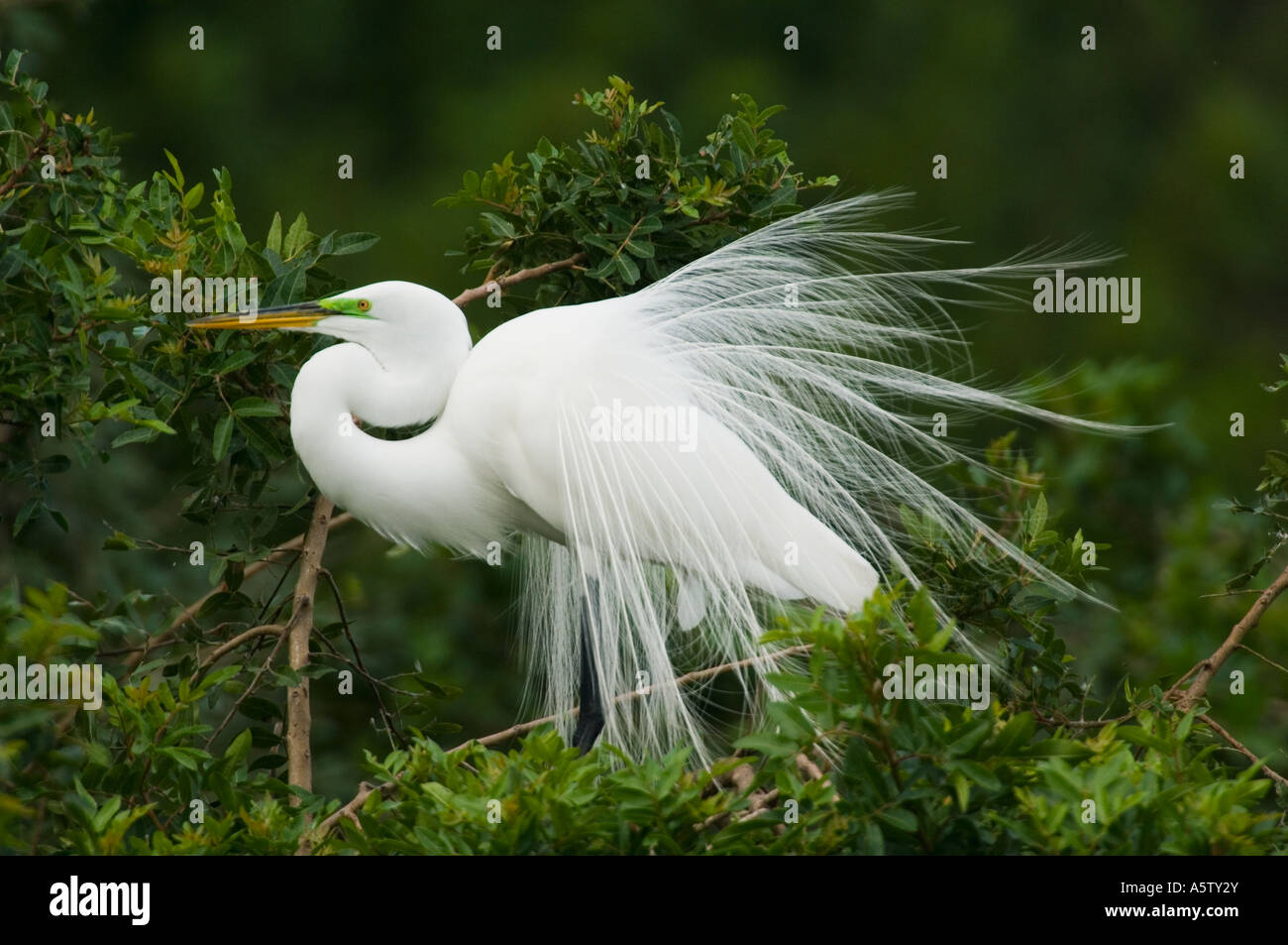 Great Egret (Egretta alba) male displaying, Gulf Coast. FLORIDA Stock ...