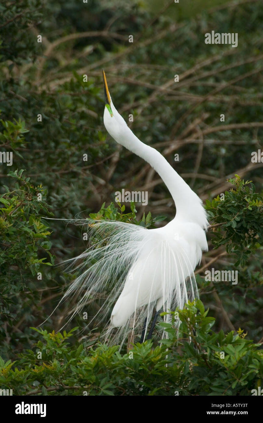 Great Egret (Egretta alba) male displaying, Gulf Coast. FLORIDA Stock ...