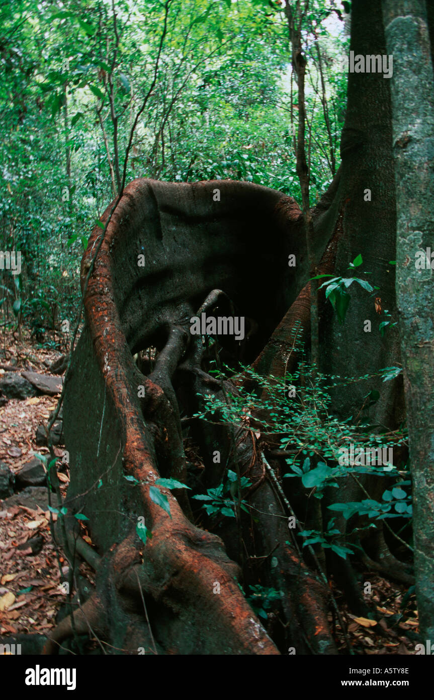 buttress fig root Stock Photo - Alamy