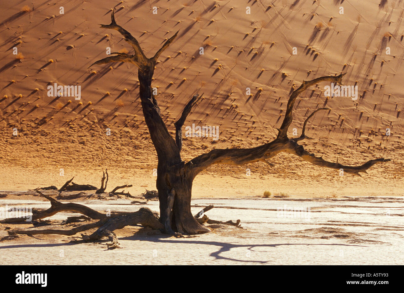Death tree hi-res stock photography and images - Alamy