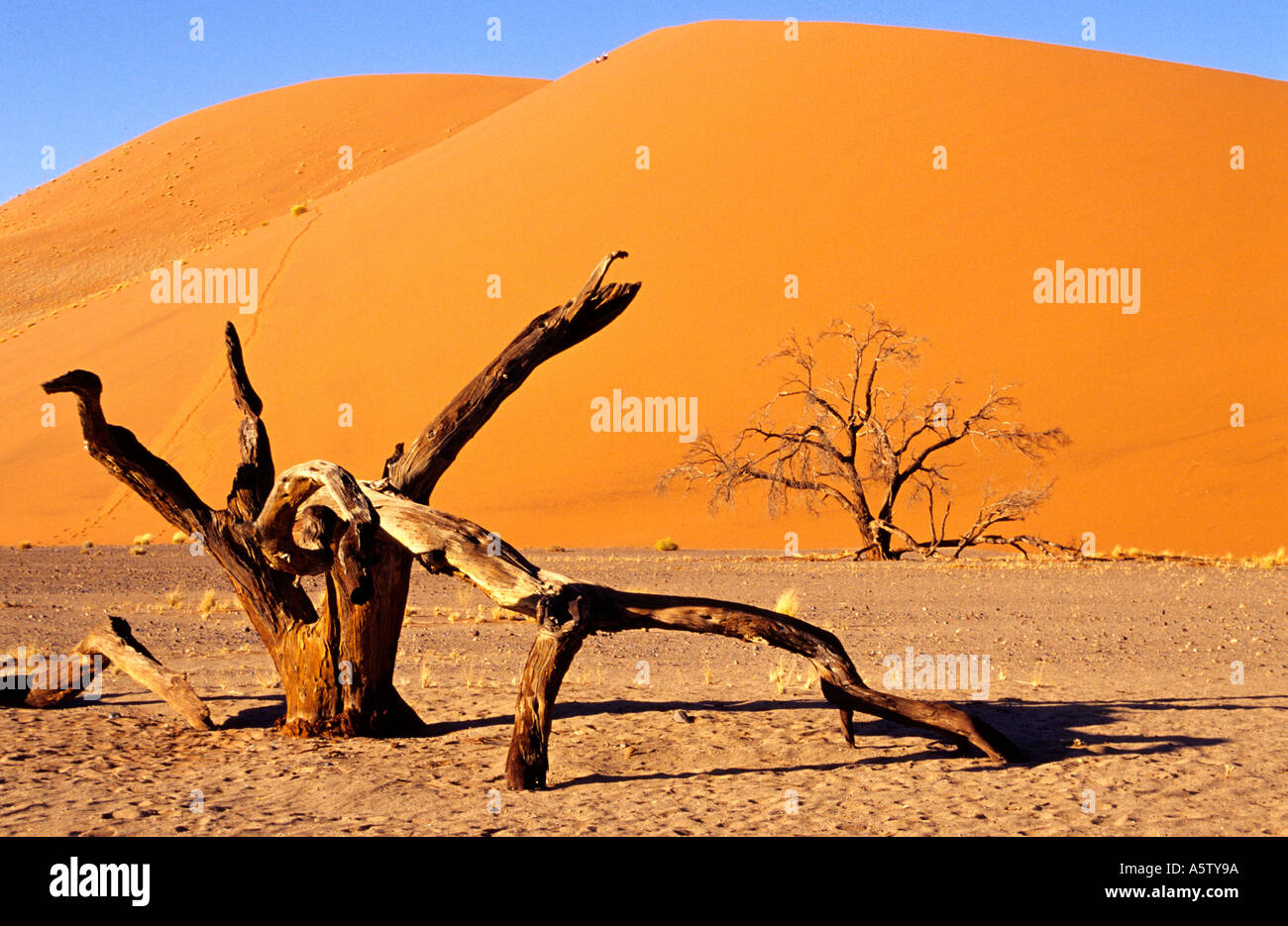 death tree on the Death Vlei Namibdesert Namibia Stock Photo - Alamy
