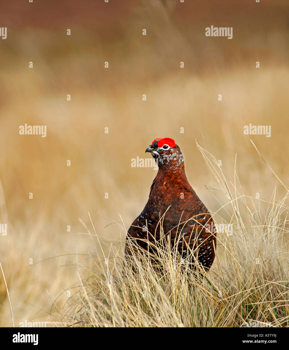 Xbi hi-res stock photography and images - Alamy