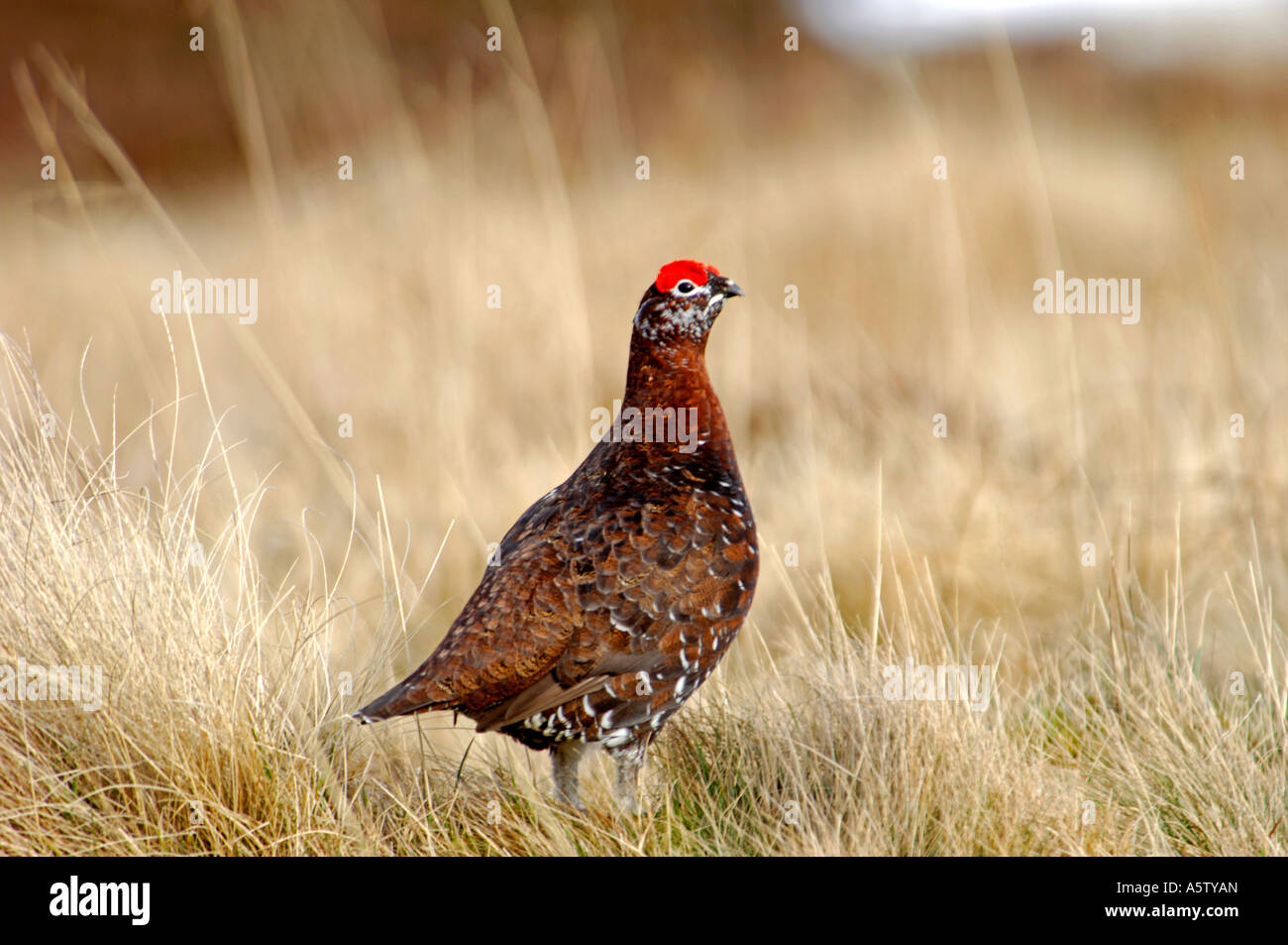 Britain covey hi-res stock photography and images - Alamy
