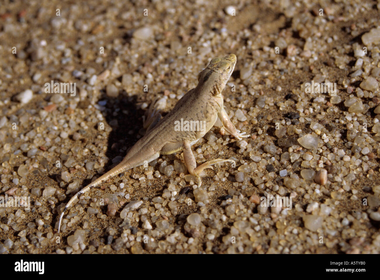 sand diving lizard Namibia Stock Photo - Alamy