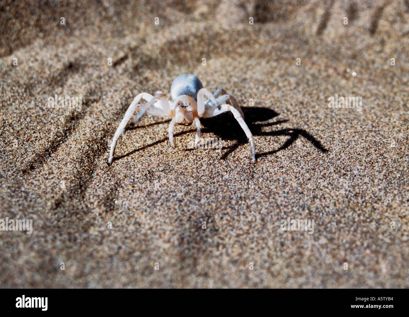 white lady spider Namibia Stock Photo - Alamy