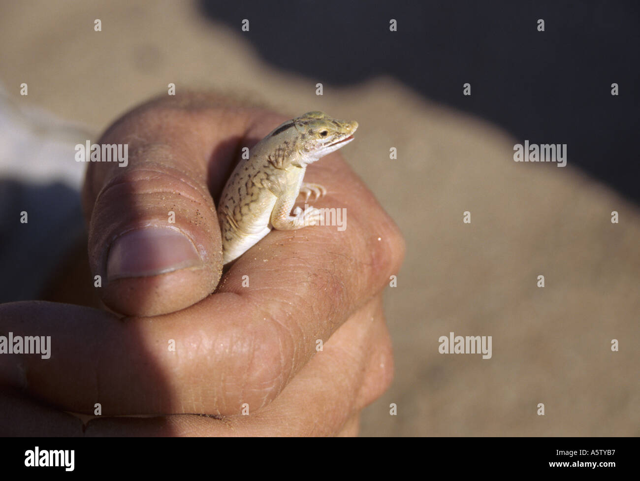 sand diving lizard Namibia Stock Photo - Alamy