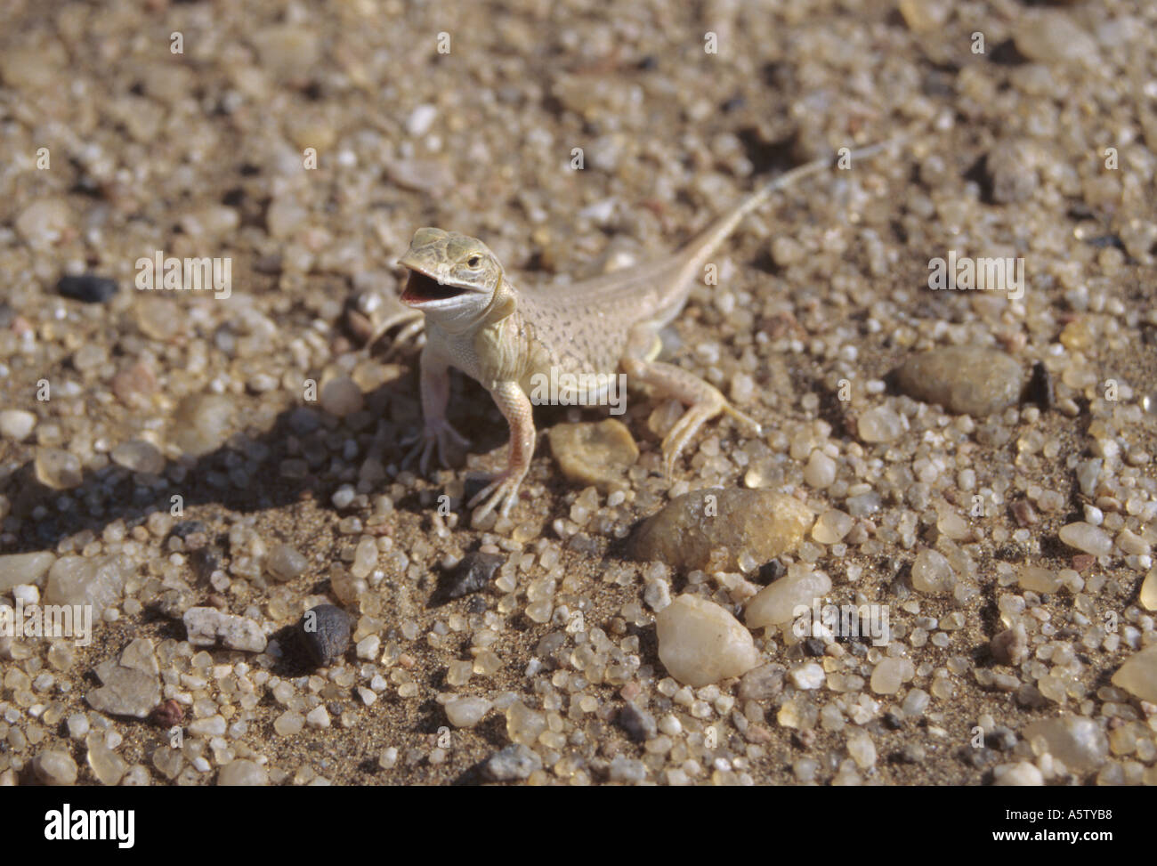 sand diving lizard Namibia Stock Photo - Alamy