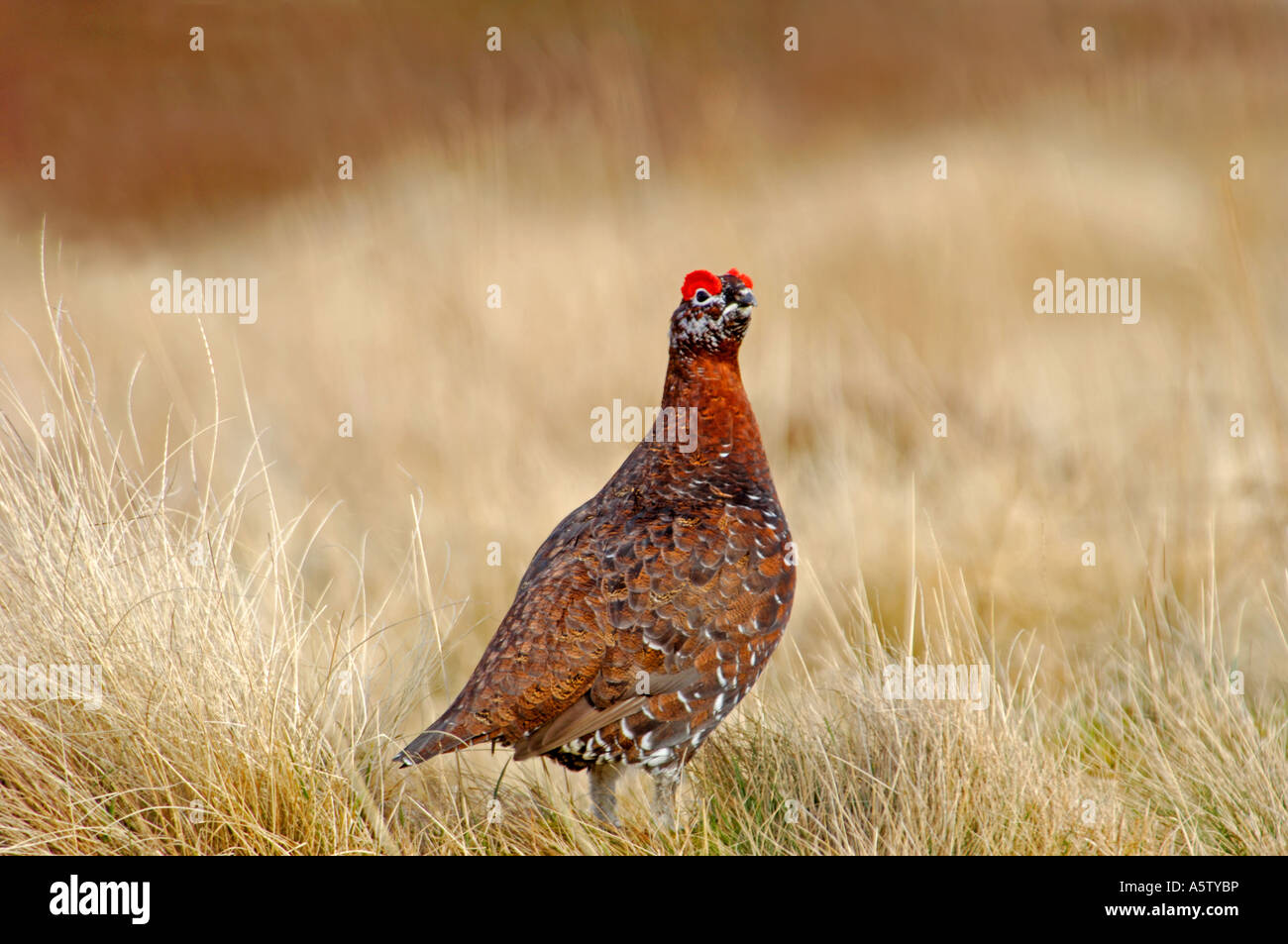 Male red grouse in breeding hi-res stock photography and images - Alamy